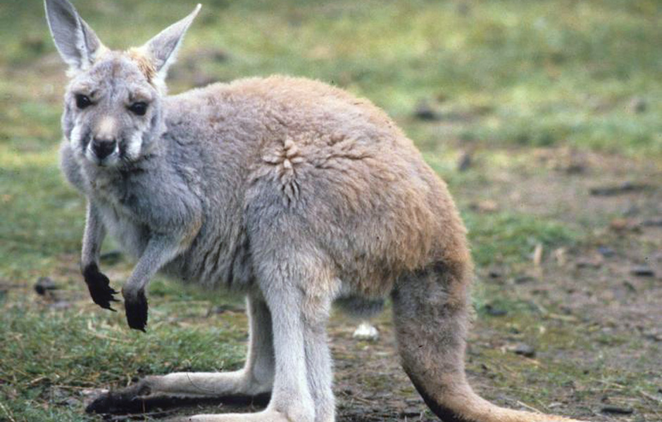 Chapter 8 - Kangaroos, Cockatoos and Chum Chops